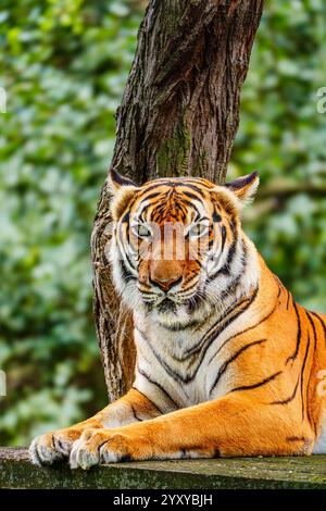 Majestic Tiger Portrait in Lush Greenery A Bengal Tiger s Intense Gaze ...