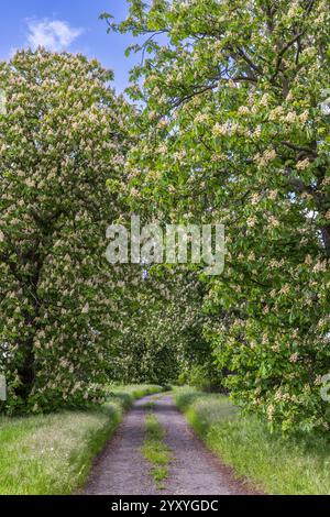 chestnut alley in the Czech Central Highlands Stock Photo - Alamy