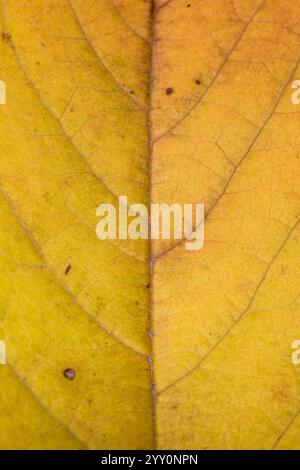 Detail of branches and nerves on a yellow leaf in vertical Stock Photo ...