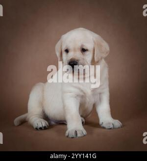 Six weeks old purebred Labrador puppy sleeping in a bed covered by a ...