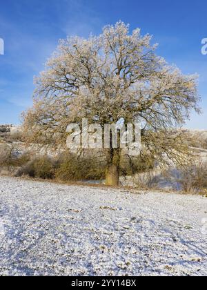Frost on Oak Quercus robur and Beech Fagus sylvatica leaves Mark Ash ...