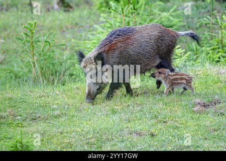 Wildschwein mit Frischling Stock Photo - Alamy