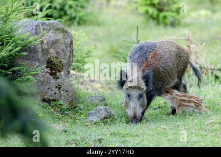 Wildschwein mit Frischling Stock Photo - Alamy