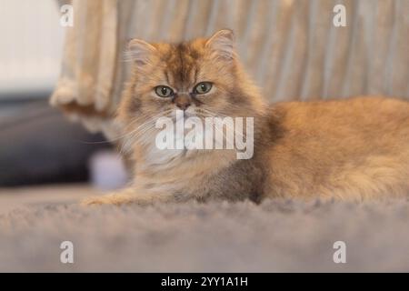 Fluffy british longhair cat close-up portrait looking direct into ...
