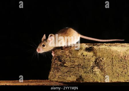 Adult house mouse Dorset, UK Stock Photo - Alamy