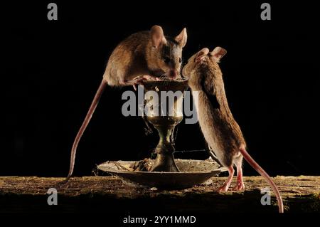 Adult house mice Dorset, UK Stock Photo - Alamy