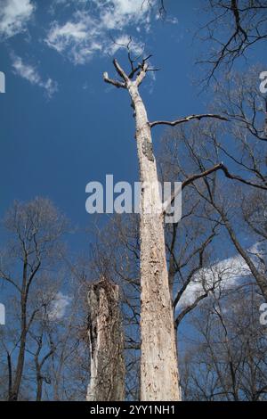 Old decaying tall tree, still standing Stock Photo - Alamy