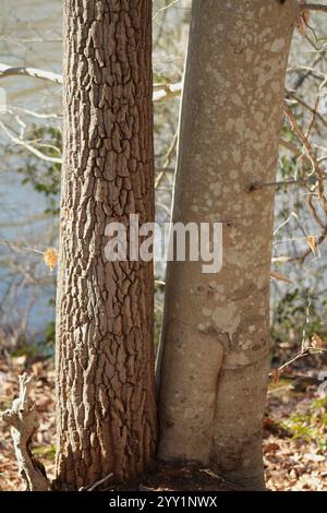 Two different tree trunks growing as if joined together, Furzey Gardens ...