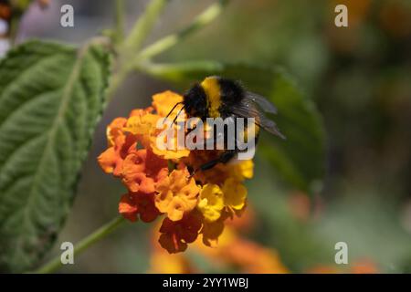 A closeup of yellow flowers of Lantana against blurred background Stock ...