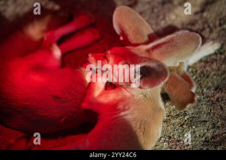 Cute Fennec Fox (Vulpes zerda) sleeping under red neon light. Closeup ...