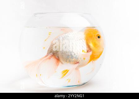 Big sad silver goldfish with orange head in too small rounded fish tank ...