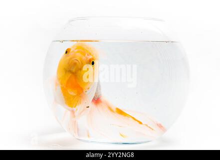 Big sad silver goldfish with orange head in too small rounded fish tank ...