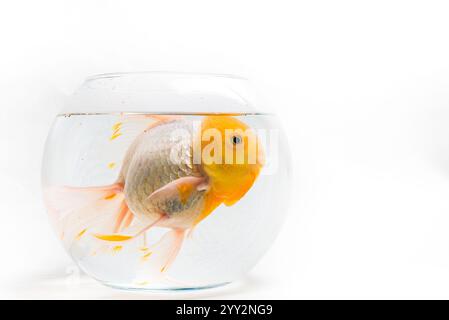 Big sad silver goldfish with orange head in too small rounded fish tank ...