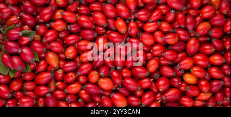 Rose hip berries close-up Stock Photo - Alamy