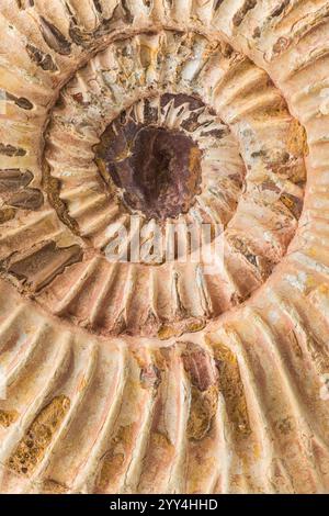A striking close-up of a spiral ammonite fossil reveals intricate ...