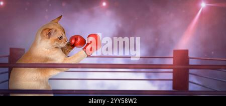 Funny boxer with red gloves against dark background Stock Photo - Alamy