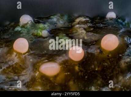 Sporocarps (fruting bodies) of myxobacteria (possibly Myzxococcus sp ...