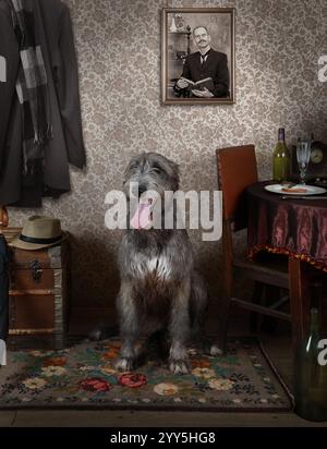 Irish wolfhound dog (two years old) lying on white background Stock ...