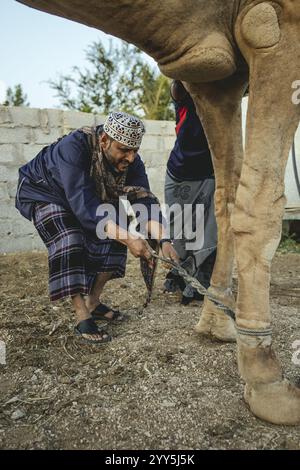 Arabian Camels (Dromedary) with front Legs Tied Together to Prevent ...