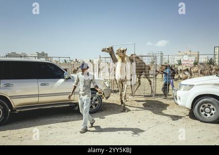 Transport of a purchased dromedary (Camelus dromedarius) to the ...