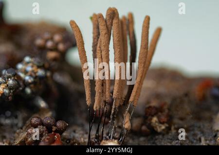 Tufted slime mould Fruiting body with many light brown stalks Stock ...