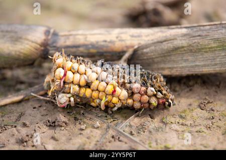 Rotten corn cob in a harvested field, sprouts growing from seeds ...