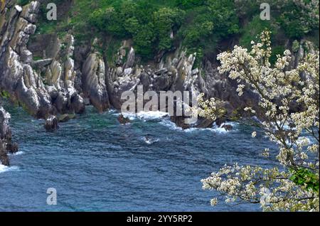Famous flysch rocks of the Atlantic in Basque country, Spain Stock ...