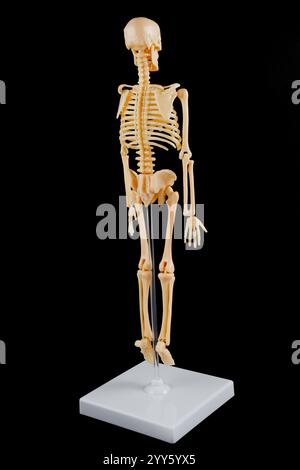 Realistic human skeleton model displayed with clear base against black ...