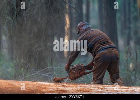 A forestry worker trims a tree in the forest Stock Photo - Alamy