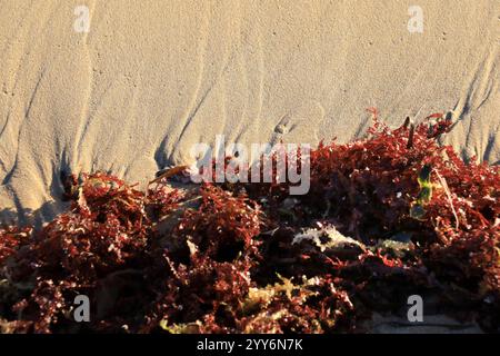 Algae remains on the shore under the sun in Arenales del Sol beach ...
