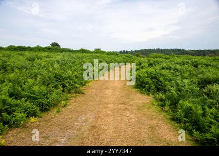cycle path through field of ferns New Forest National Park, England ...