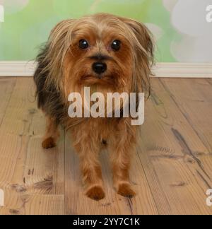 cute long haired yorkie standing on the left portrait Stock Photo - Alamy