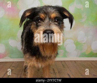 Very cute blue merle mixed breed Pomerian / Boomer puppy, sitting in ...
