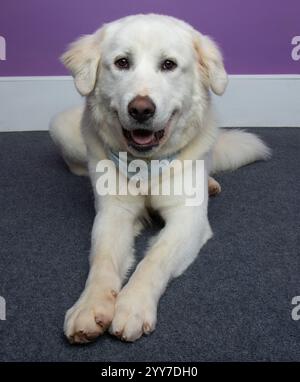 adorable white great pyrenees lying down paws crossed body portrait ...