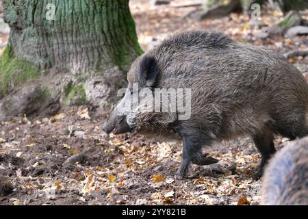 Wildschwein in freier Natur im Fruehling Wildschwein in freier Natur ...