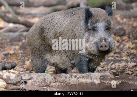 Wildschwein in freier Natur im Herbst Wildschwein in freier Natur Stock ...