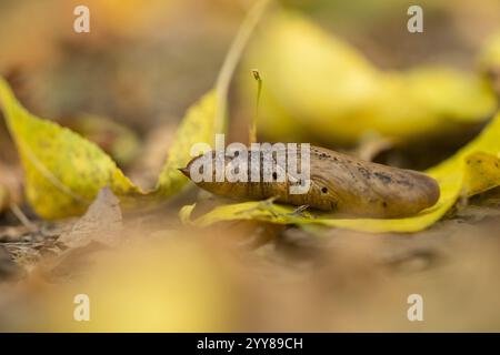 Pupa of Hippotion celerio, the vine hawk-moth or silver-striped hawk ...
