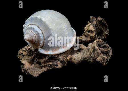 Close-up of a Phalium glaucum seashell placed on weathered driftwood ...