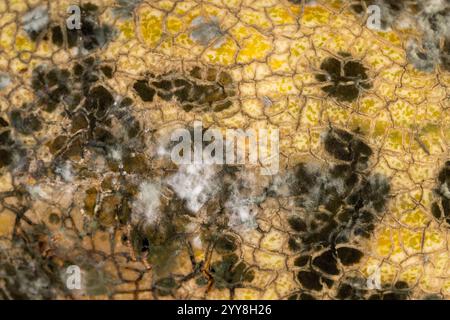 spoiled melon with black spots from mold and mildew, spoiled food ...