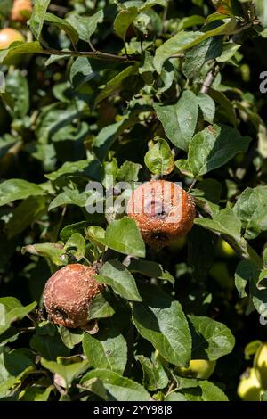 apples that have rotted on the branches, sick apples on the branches ...