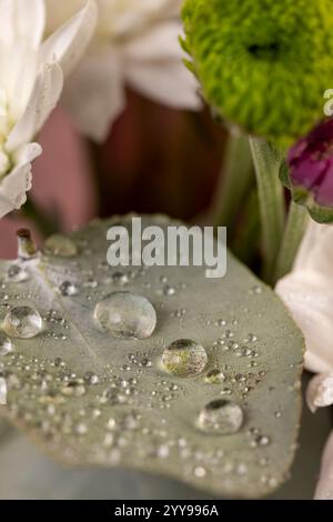 a wet bouquet of a large number of white flowers for a gift, several ...