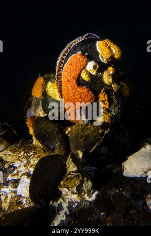 Pacific Blue Mussel and Chain Tunicate in Port Orchard Marina, Port ...