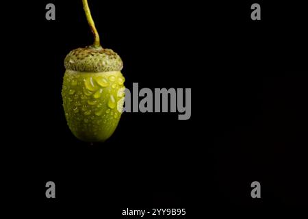 wet beautiful big oak fruits acorns, not ripe and wet in drops of water ...