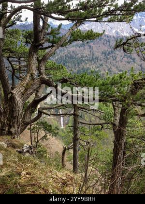 Perućica Forest Reserve in Sutjeska national Park, Bosnia and ...