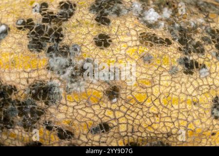 bad melon with black spots from mold and mildew, spoiled food covered ...