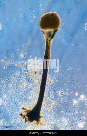 Immature sporocarp (fruiting body) of the Ascomycot fungi ...
