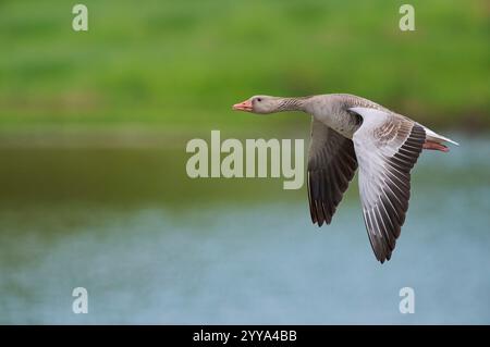Graugans im Flug , Anser anser, Greylag Goose flying Stock Photo - Alamy