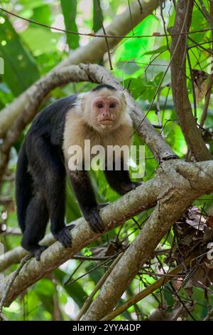 Weisschulter-Kapuzineraffe, Cebus capucinus, white-headed capuchin ...
