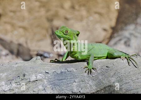 Stirnlappenbasilisk Weibchen, Basiliscus plumifrons, female green ...