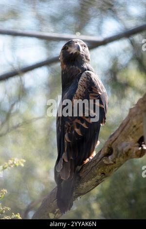 The black breasted buzzard is quite large with broad, rounded wings ...